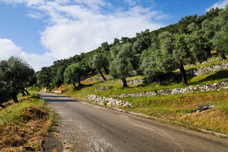 Olive grove and the road stock image. Image of plantation - 34426223