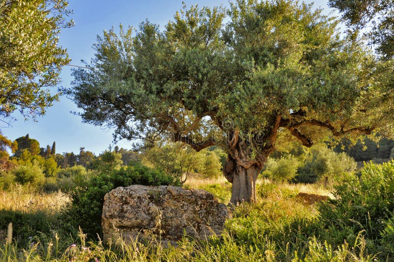 Olive grove stock photo. Image of farm, nature, wood - 36538810