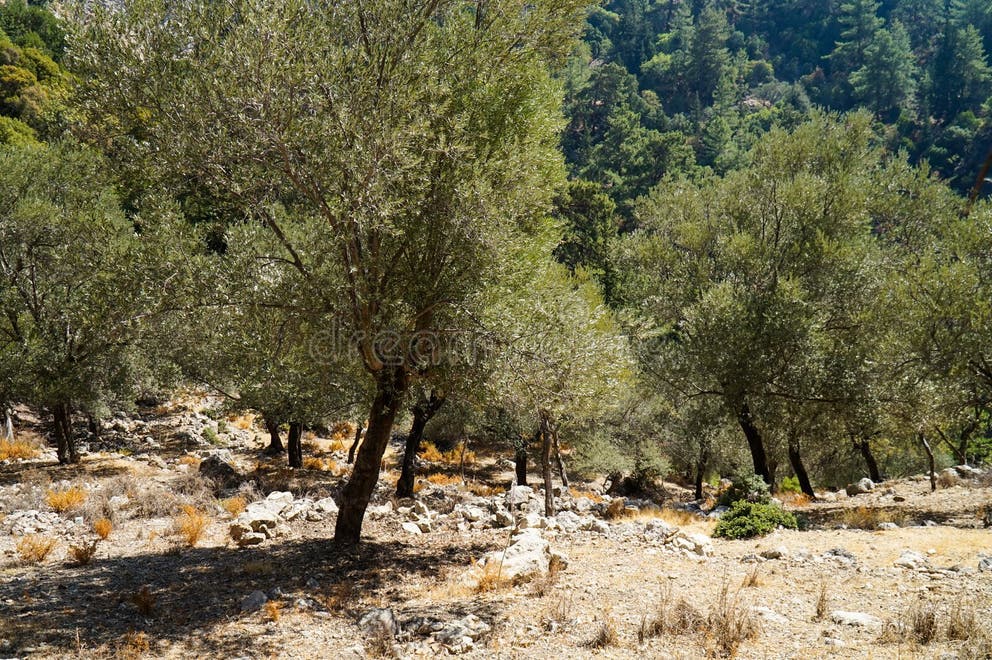 Olive Grove in the South of Turkey Stock Image - Image of garden ...