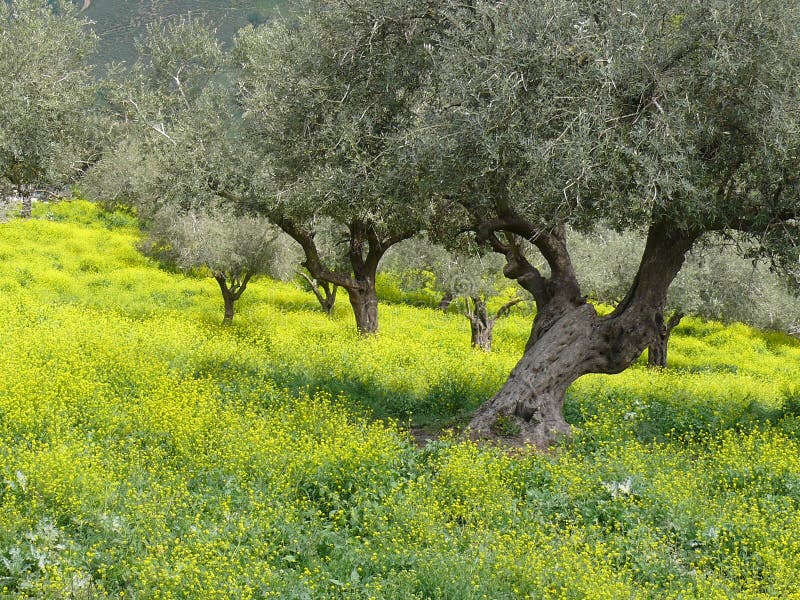 Olive grove stock image. Image of trees, summer, olive - 174507