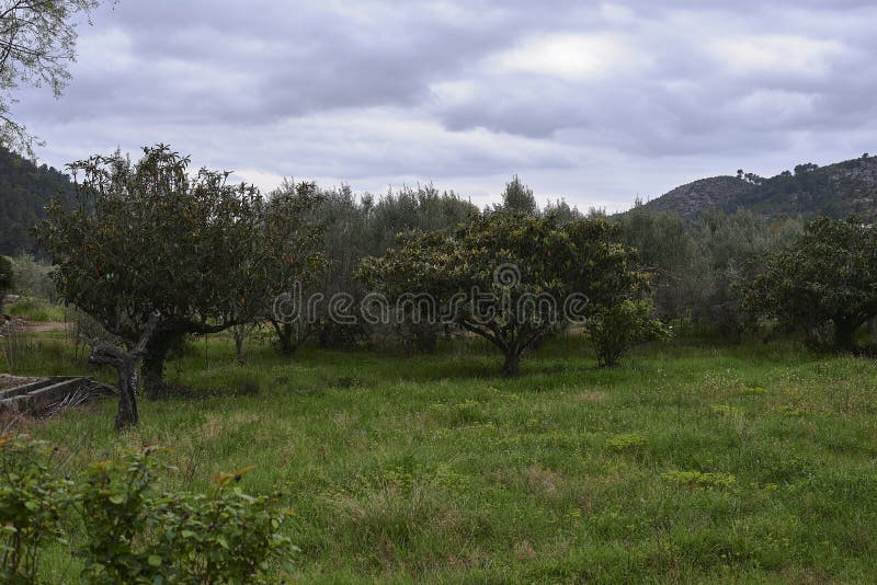 An olive grove in spring stock image. Image of nature - 215546215
