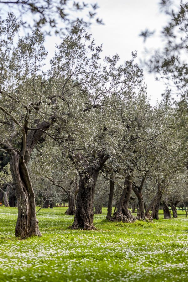 Olive grove in the spring stock photo. Image of blossom - 68945978