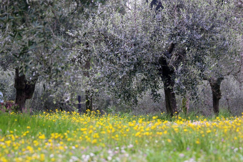 Olive grove in spring time stock photo. Image of lush - 37017306