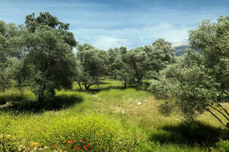 An Olive Grove in Turkey stock photo. Image of olive - 262201932