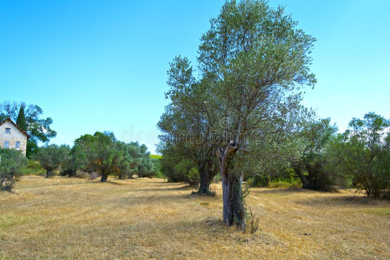 Olive grove stock photo. Image of destination, mountain - 59267028