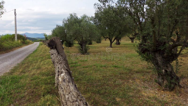 Olive Groves with Ancient Wooden Fence Made with the Branches of the ...