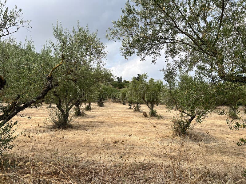 Olive Groves stock photo. Image of grow, trees, grove - 288730452