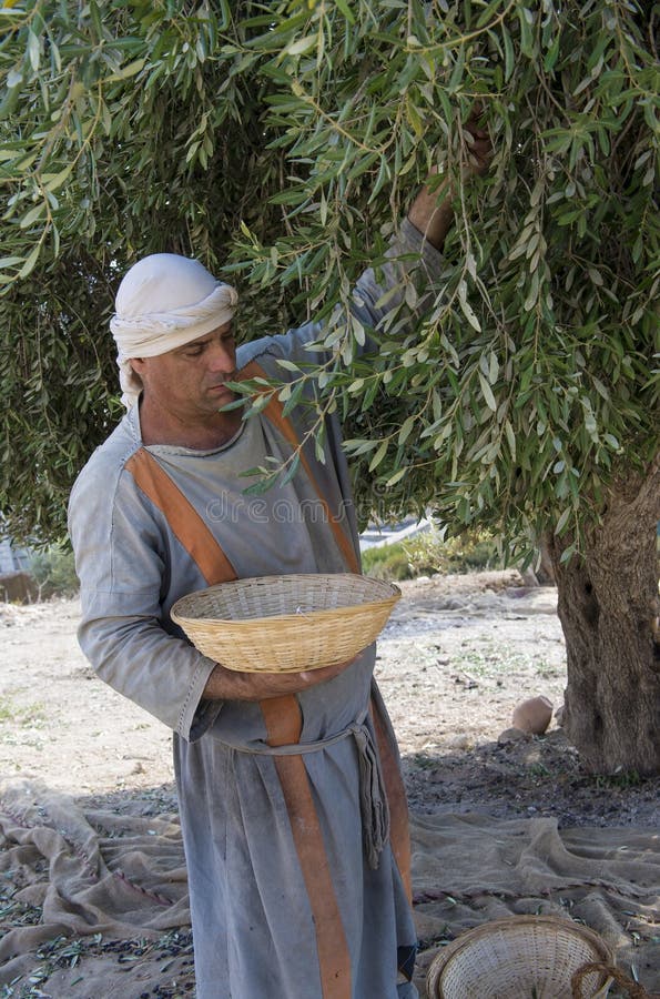 Bible Tree Growing Stock Photos - Download 55 Royalty Free Photos