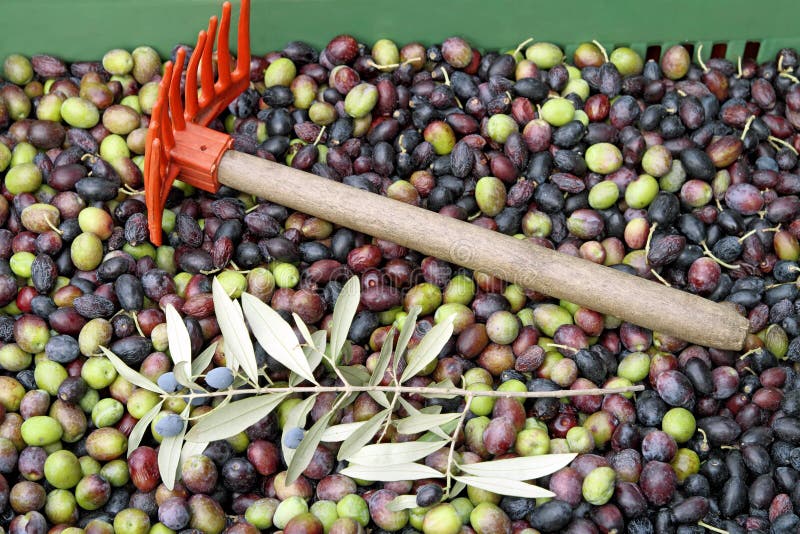 Olive harvest stock photo. Image of natural, ingredient - 39567812