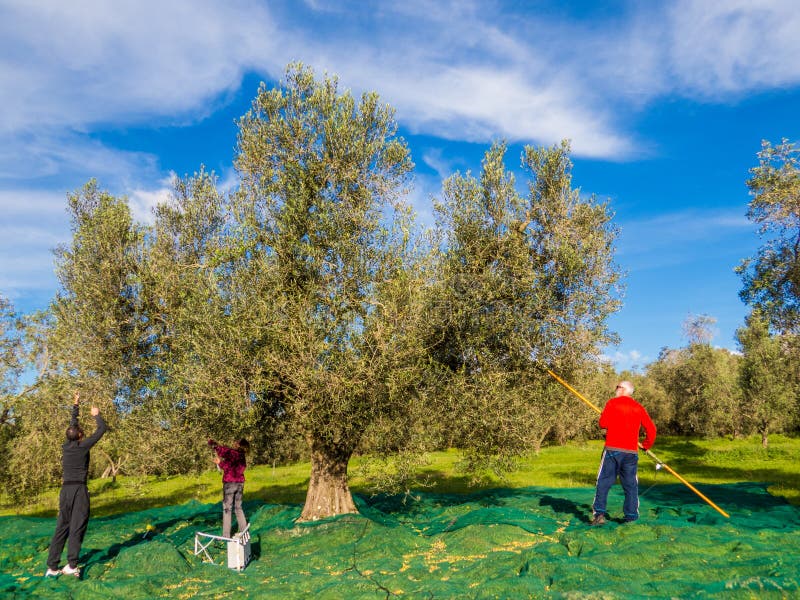 Olive harvest stock photo. Image of bearded, farmer, enjoy - 81934898