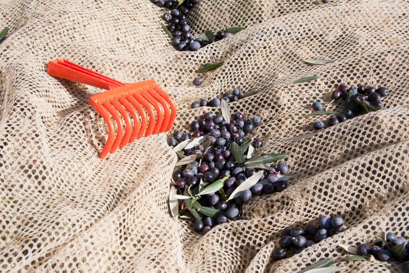 Olive Harvesting Net with Red Rake and Olives Stock Photo - Image of ...