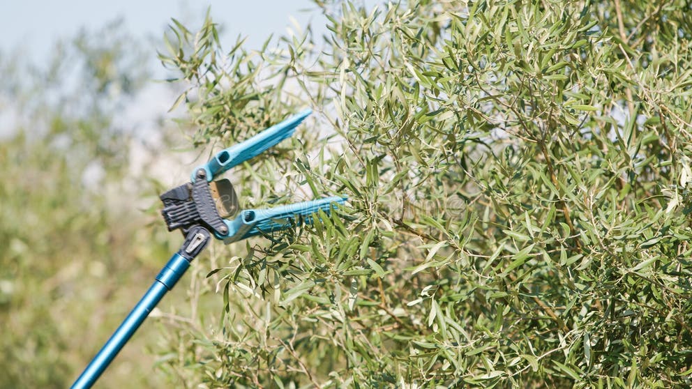 Olive Harvesting with Pneumatic Rake Stock Image - Image of plantation ...