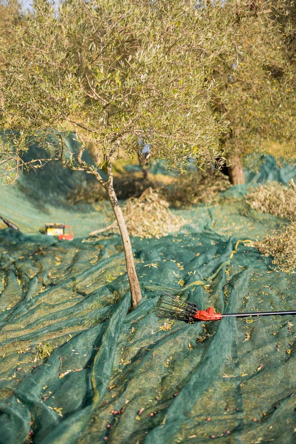 Olive Harvesting Scene stock image. Image of harvesting - 358366299