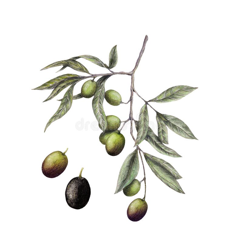 Olive Illustration, Hand Drawn Botanical Set of Olive Stock ...