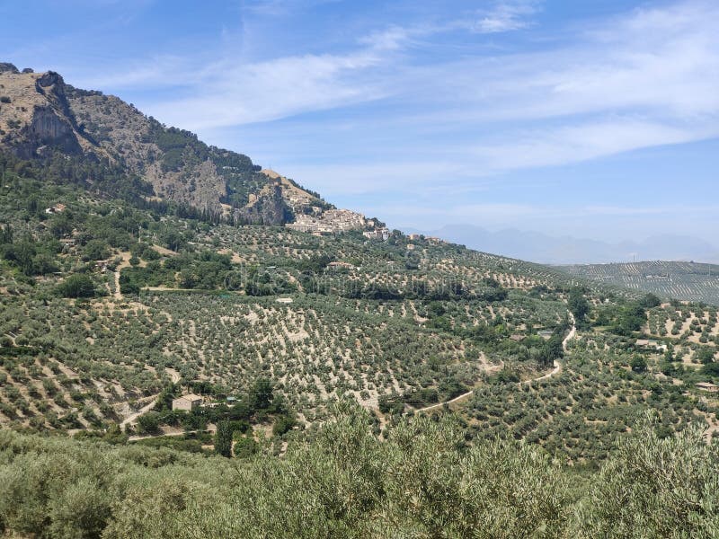 Olive landscape stock photo. Image of europe, ecological - 323005624