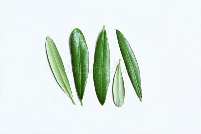 Olive leave photo top view stock photo. Image of crown - 247969214