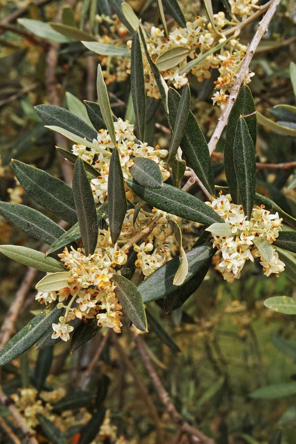 Olive tree flowering stock photo. Image of feathery - 202348474