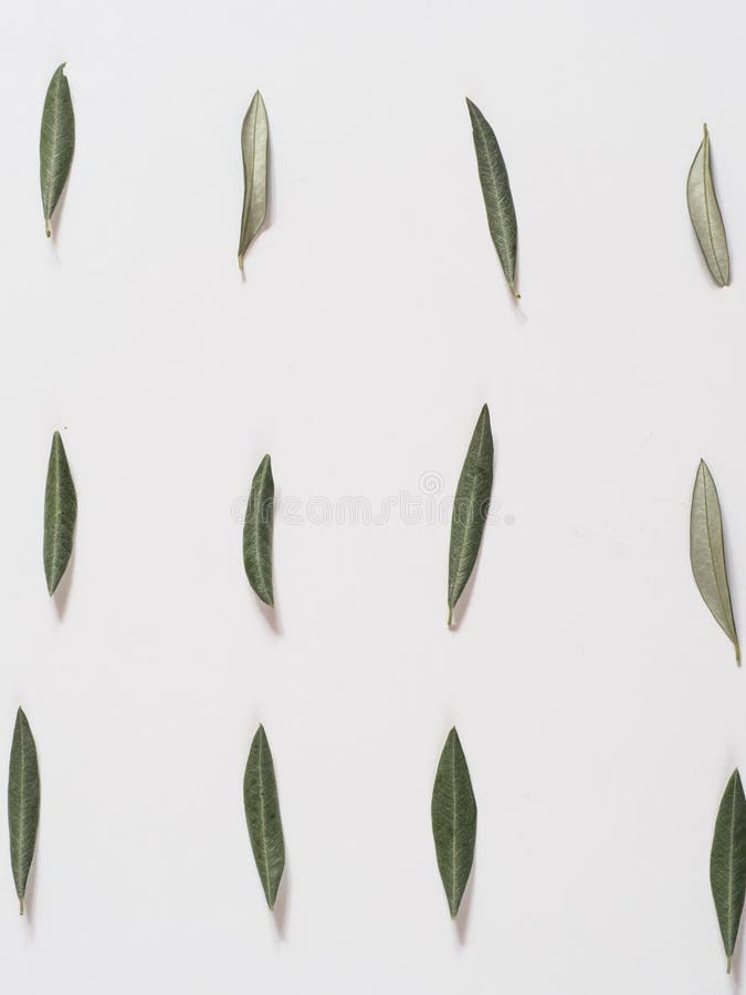 Olive Leaves Pattern on White Stock Image - Image of freshness, herb ...