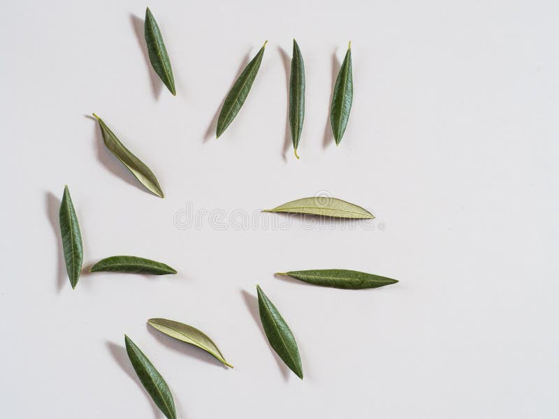 Olive Leaves Pattern on White with Copy Space Stock Image - Image of ...