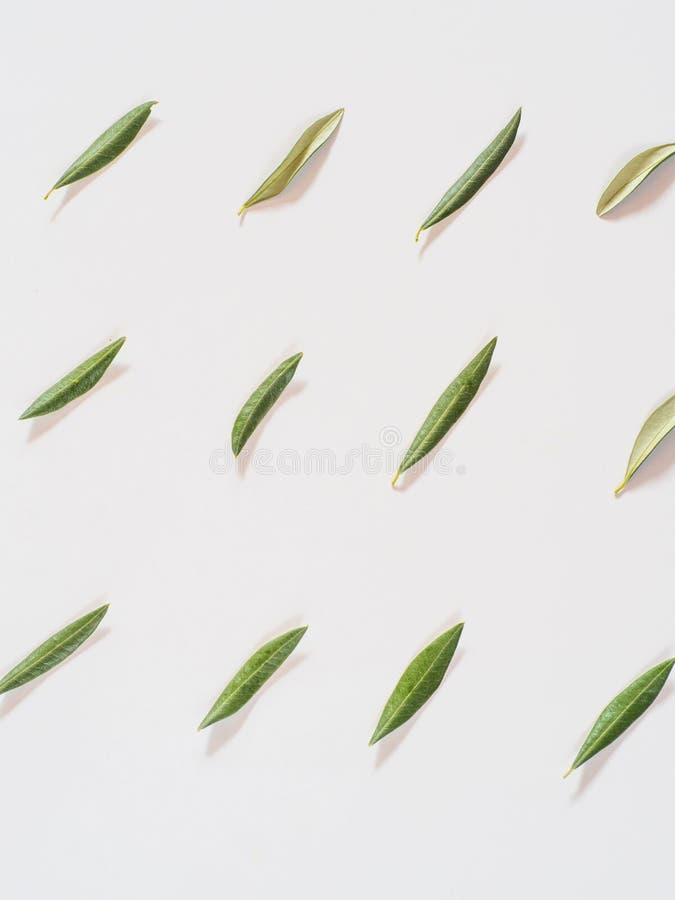 Olive Leaves Pattern on White Stock Photo - Image of herb, agriculture ...