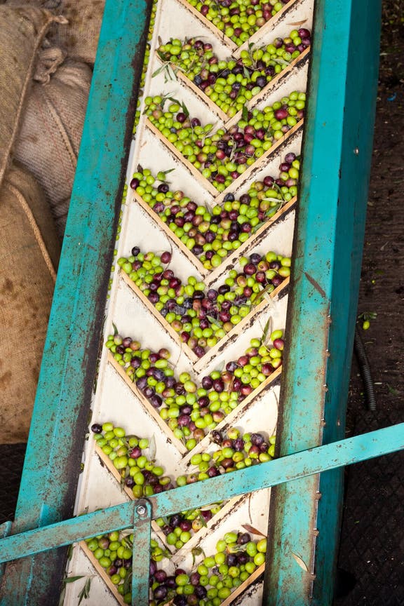Olive Mill Conveyor Belt Feed Stock Photo - Image of black, crush: 18917666