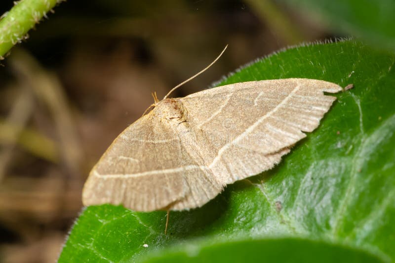 Olive Moth, Trisateles Emortualis. Sitting on a Green Leaf Stock Photo ...