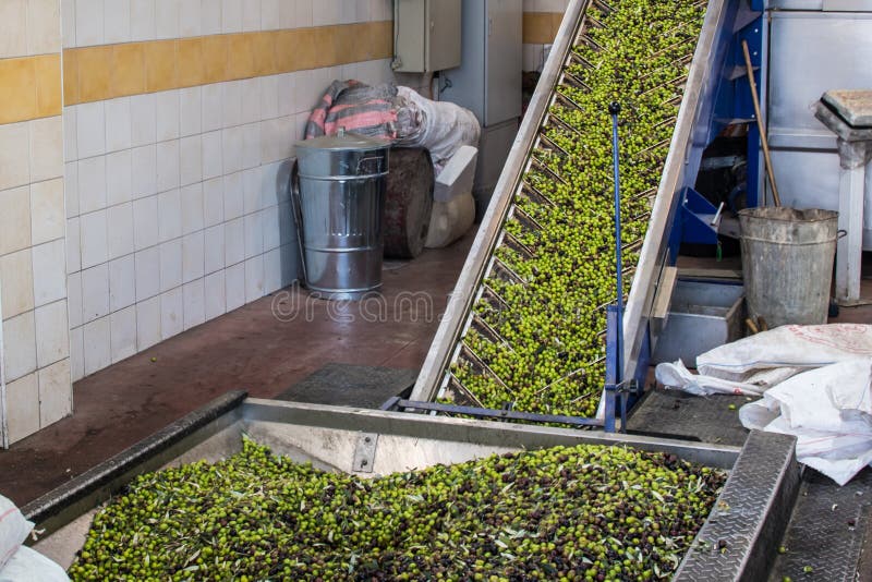 Olive Oil Extraction Process in an Olive Oil Press Mill in Greece Stock ...