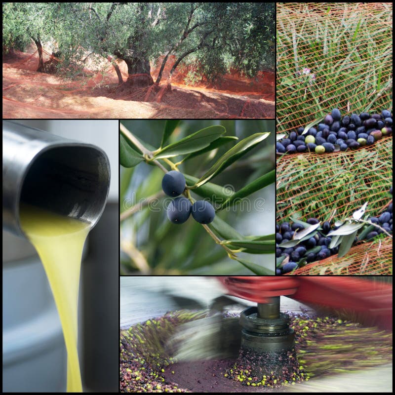 Olive oil production stock photo. Image of basket, harvesting - 45825224