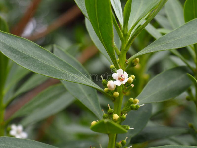 Olive or Olea Europaea Tree in Bloom in Spring Stock Image - Image of ...