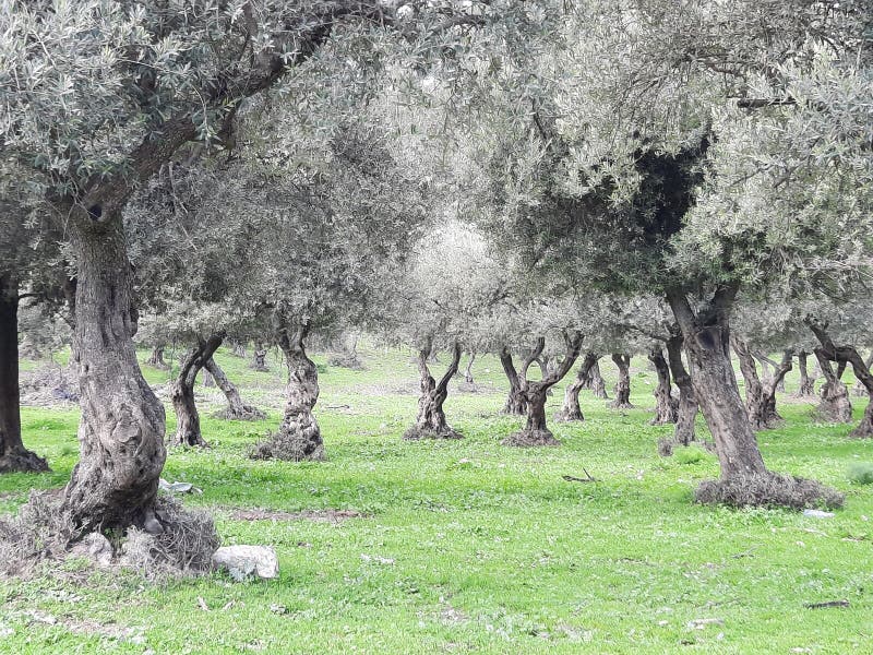 Olive Orchard in Upeer Galilee, Israel Stock Image - Image of plant ...