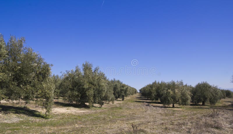 Olive orchards stock image. Image of grove, farm, nature - 45920709