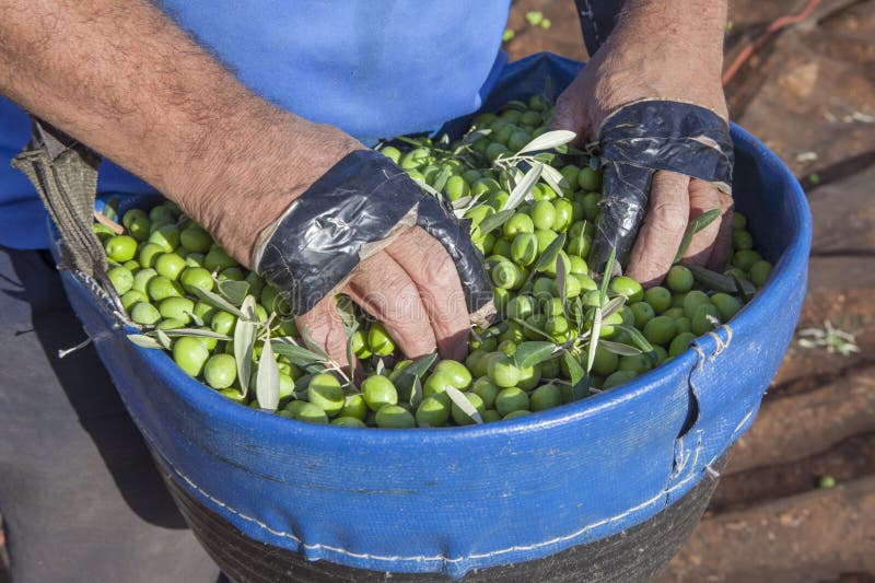 Olive Picker with Hands Over Fruit-gathering Basket Stock Image - Image ...