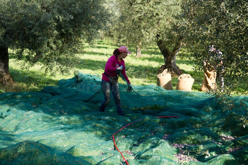 Olive picking stock photo. Image of farming, agricultural - 72046622