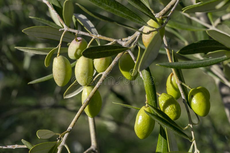 Olive Tree Branches with Olive Fruit. Olive Picking for Olive Oil ...