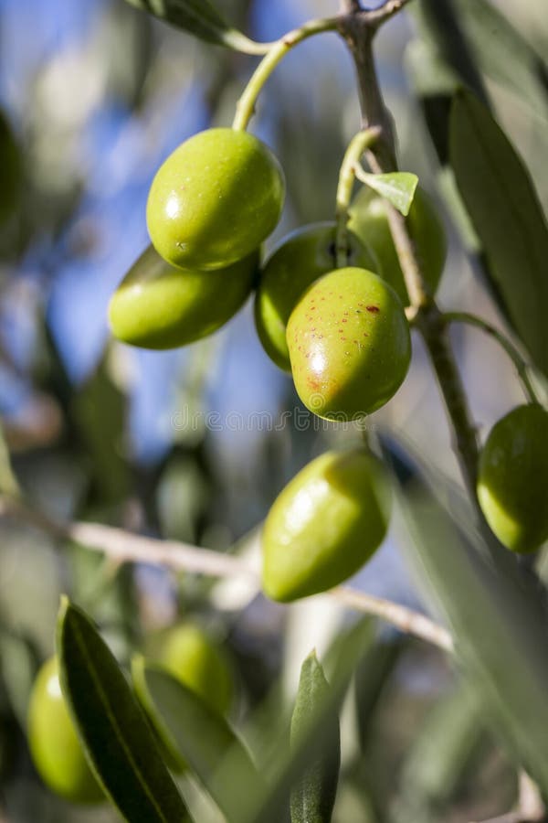 Olive Picking for Olive Oil Production. Cluse-up on Green Olives on ...