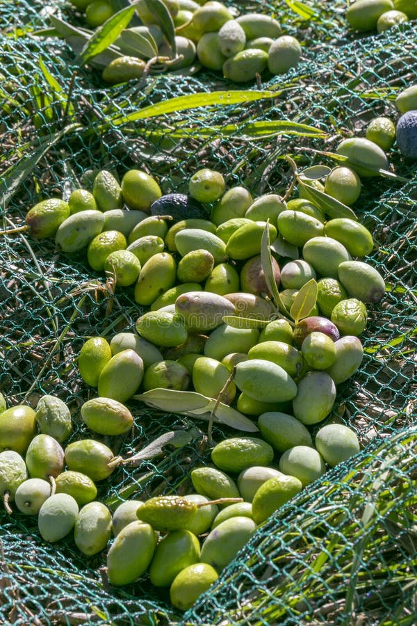 Olive Picking, Green Olives on the Net after Picking in Provence Stock ...