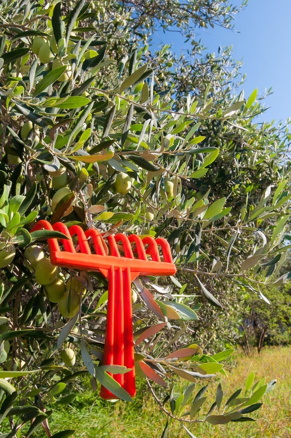 Olive picking stock photo. Image of agriculture, natural - 61936914