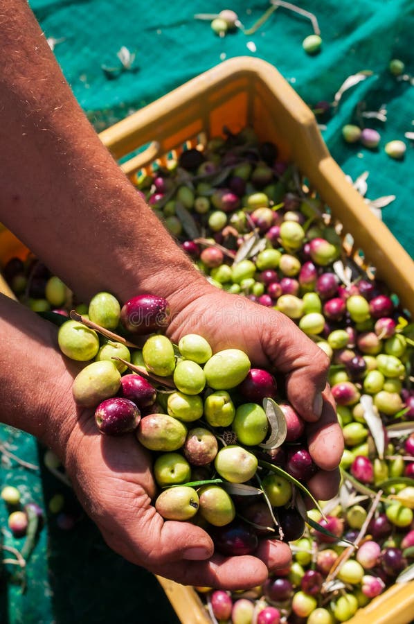 Olive picking time stock photo. Image of leaf, agriculture - 62602910