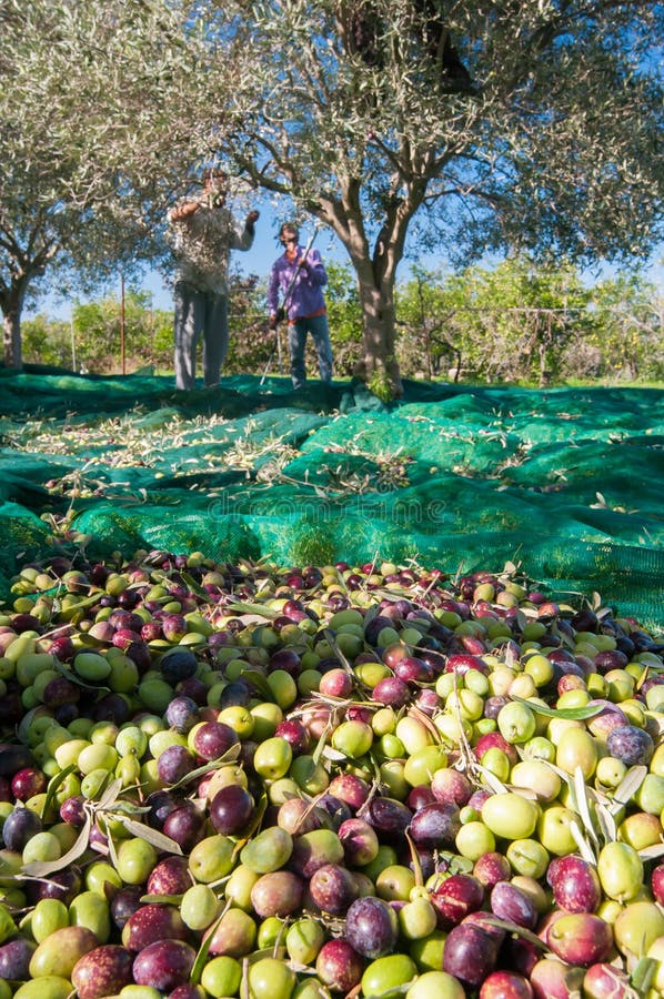 Olive picking time stock photo. Image of picking, tree - 62602982