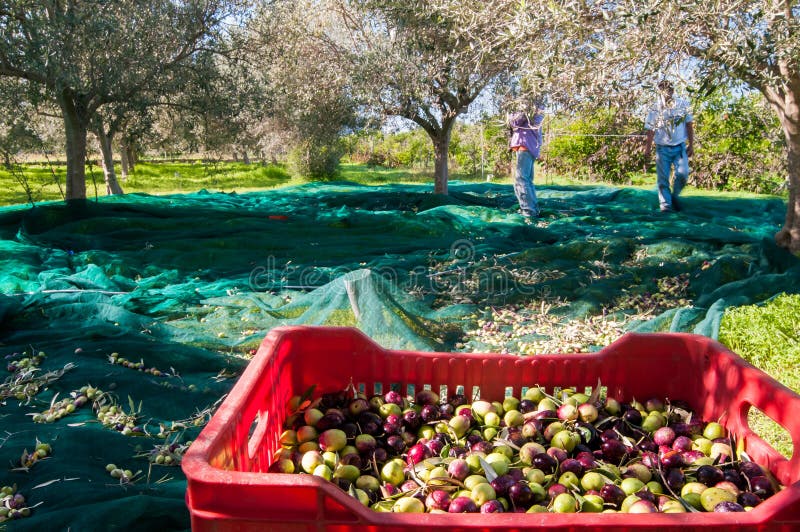 Olive picking time stock image. Image of country, work - 62603061