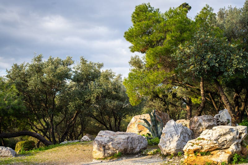 Olive and Pine Trees and Rocks on Acropolis Slope, Under Cloudy Sky ...