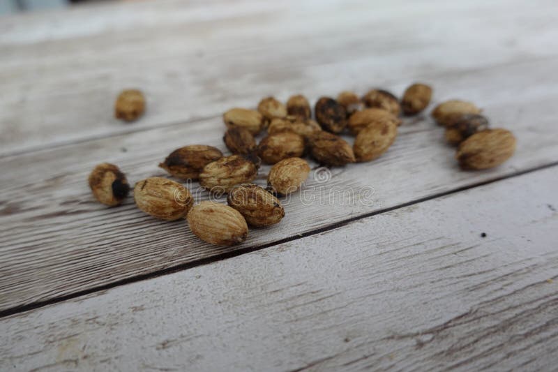 Olive Pits To Sprout at Home. Olive Seeds for Planting at Home Stock ...