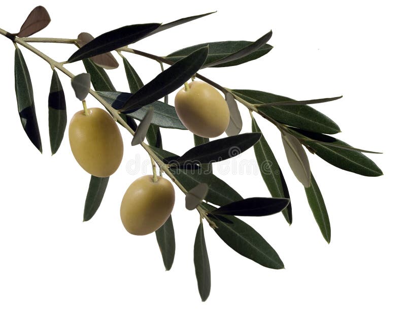 Olive plant branch stock photo. Image of leaves, mediterranean - 18596214