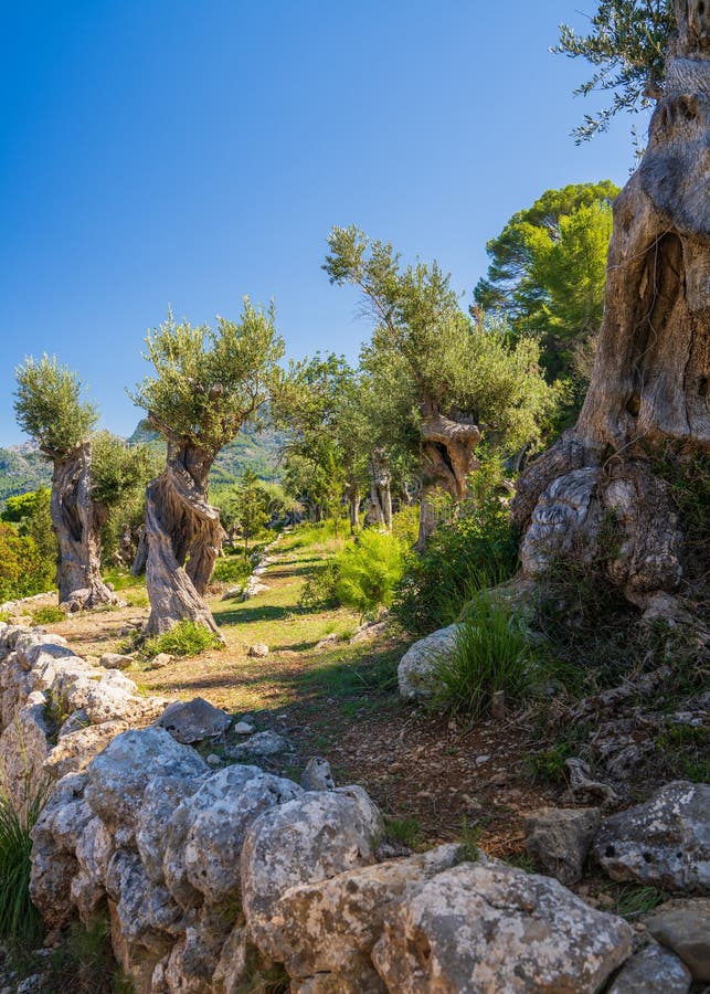 Olive Plantation with Ancient Olive Trees. Mallorca. Spain Stock Image ...