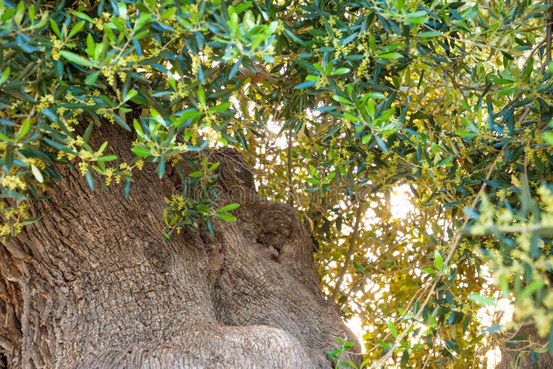 Olive Plantation with Old Olive Tree in the Apulia Region of Italy ...