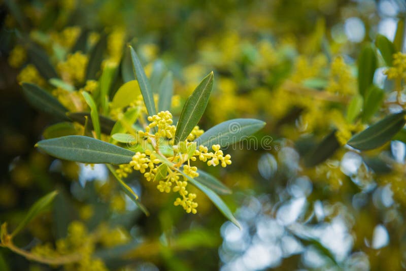 Plantation in Apulia stock photo. Image of tree, japanese - 242935242