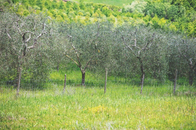 Olive plantation in spring stock image. Image of olive - 202445281