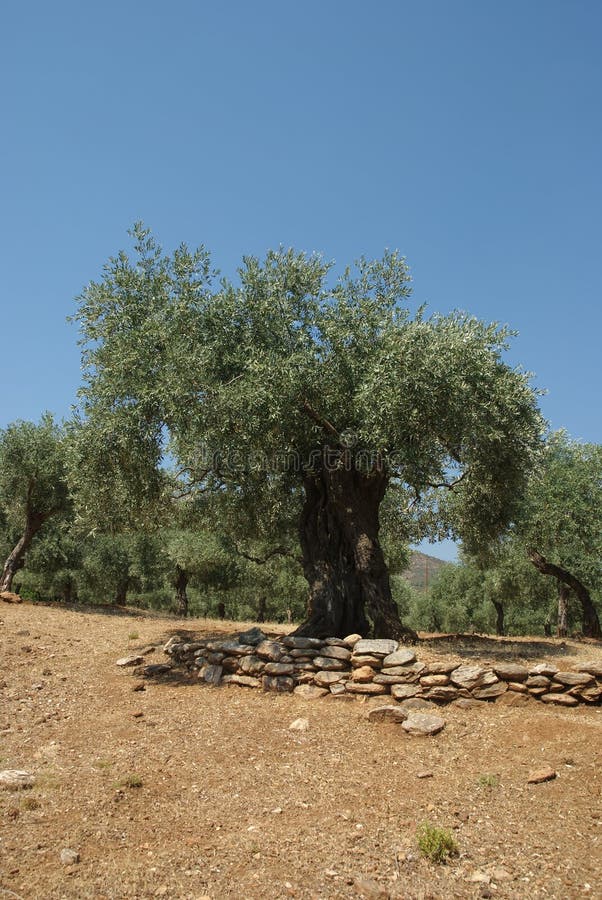 Olive tree and roots stock image. Image of oliva, ibiza - 316587