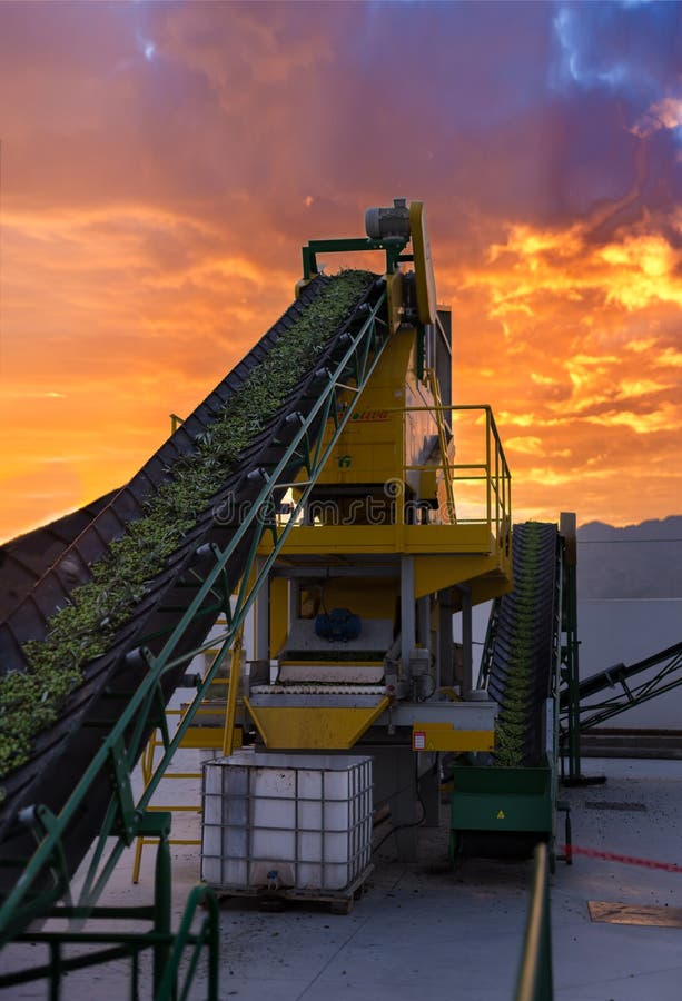 1,742 Olive Processing Stock Photos - Free & Royalty-Free Stock Photos ...