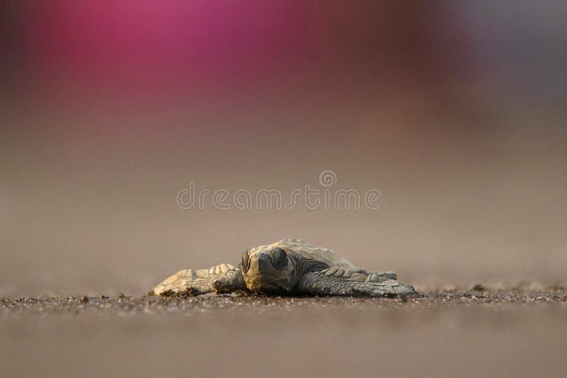 Olive Ridley Turtle Low Angle Shot Stock Image - Image of aquatic ...